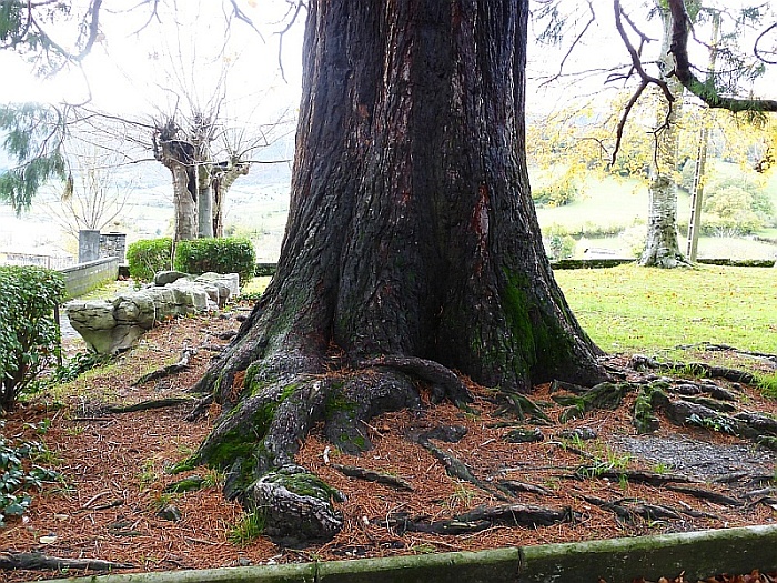 Tronco – Tus fotos del tiempo