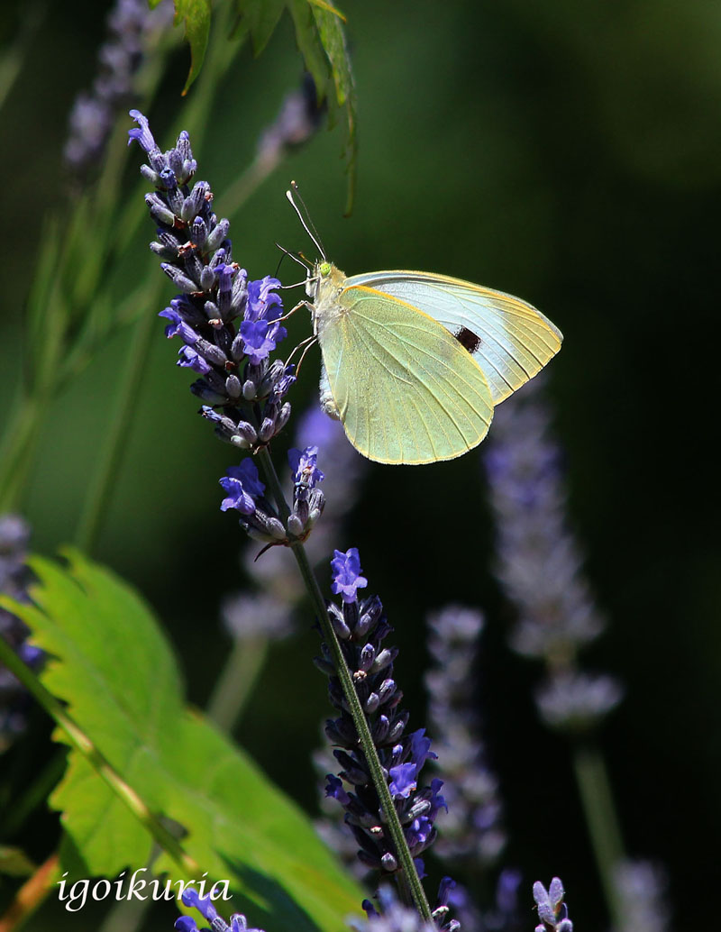 Mariposa blanca – Euskal Herriko postalak